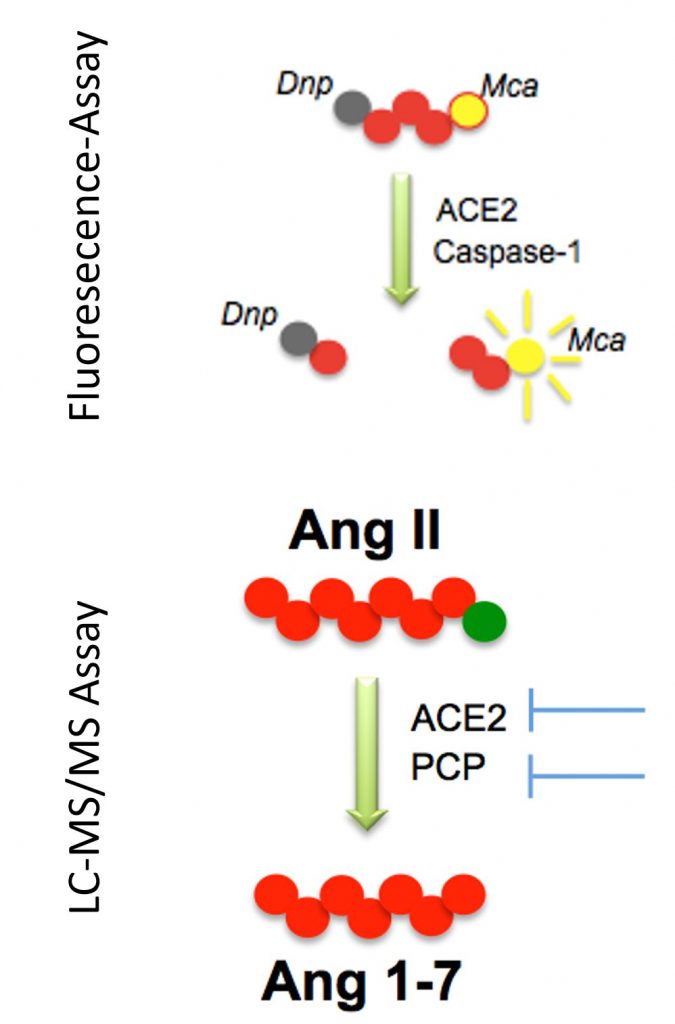 Enzyme Assay | Attoquant Diagnostics